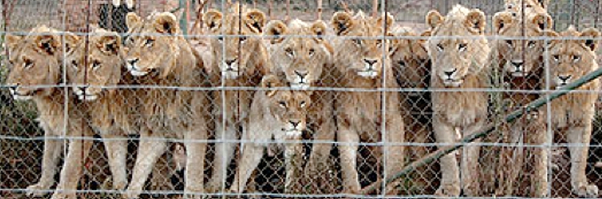 Reclassification of 33 wild mammal species under the Animal Improvement ...