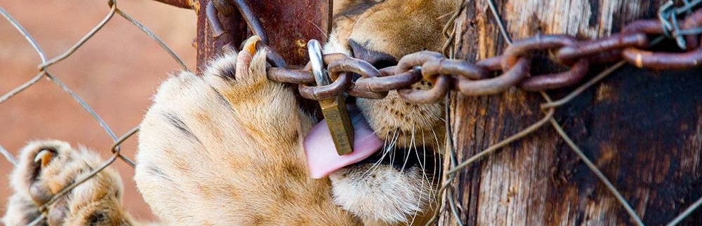 Our Members – Lion Coalition