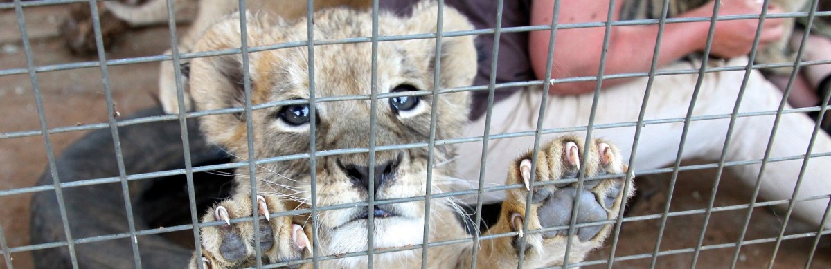 Our Principles – Lion Coalition